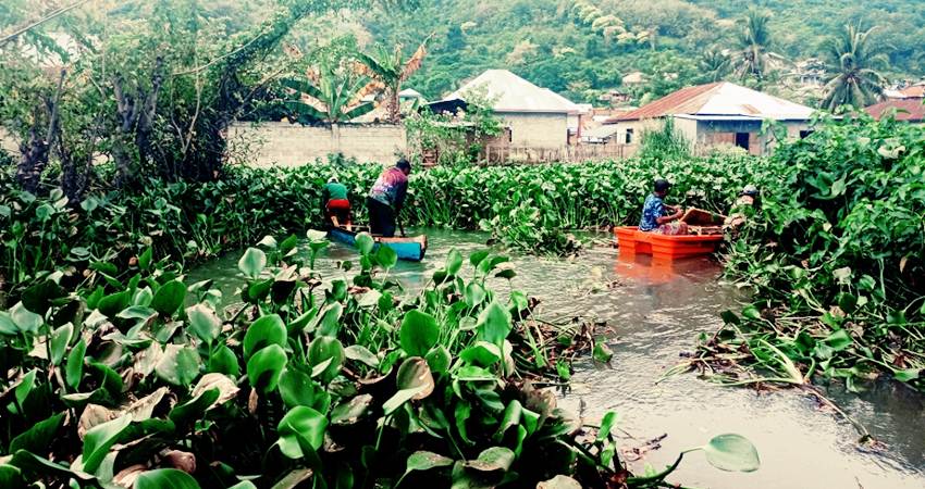 Warga Tilango Bersihkan Eceng Gondok di Sungai - Gorontalopost.co.id